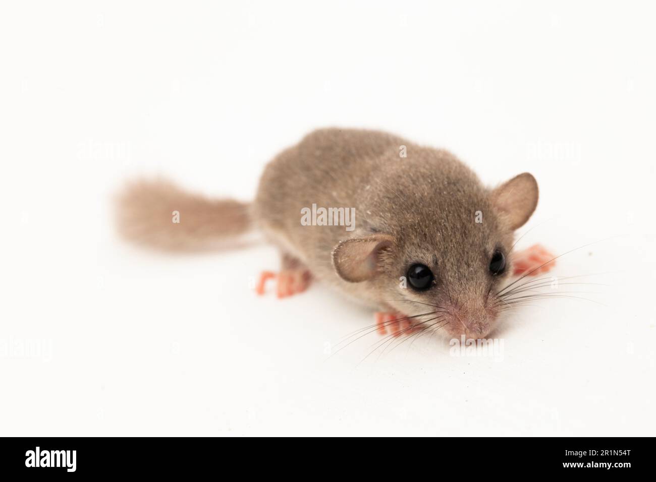 The woodland dormouse (Graphiurus murinus) African pygmy dormouse ...