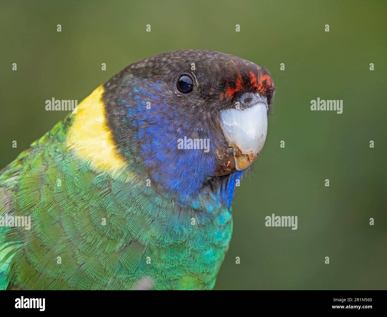 A portrait of an Australian Ringneck of the western race, known as the ...