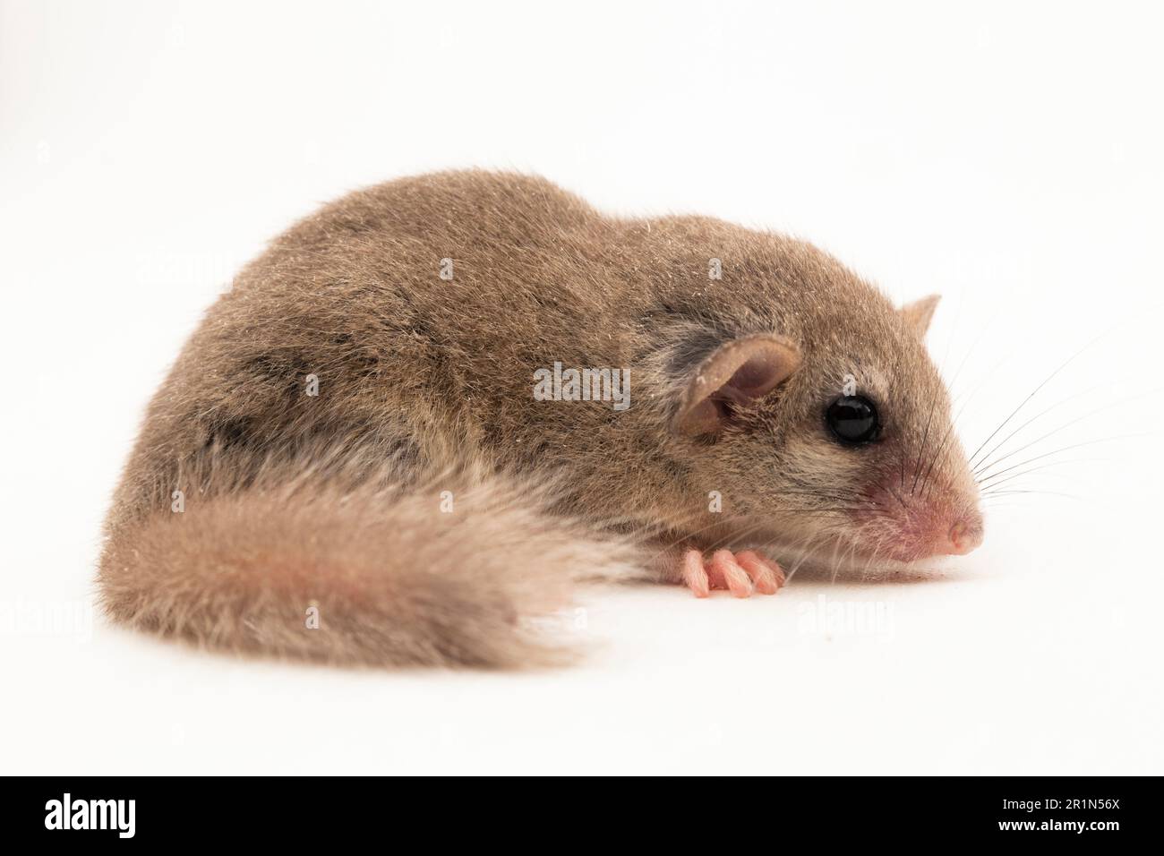 The woodland dormouse (Graphiurus murinus) African pygmy dormouse ...