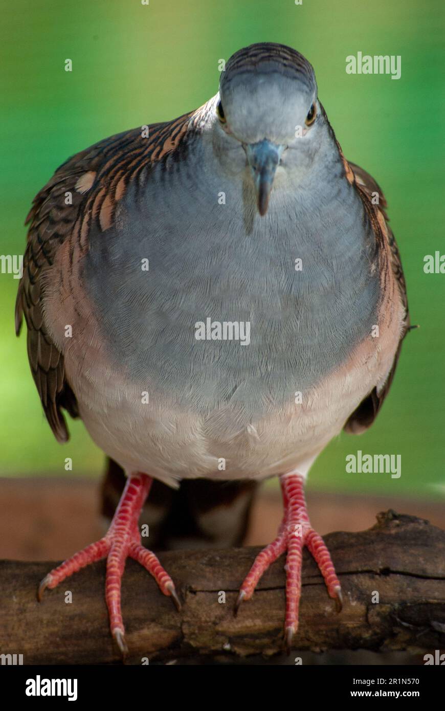 Bar-shouldered dove, Geopelia humeralis Stock Photo - Alamy