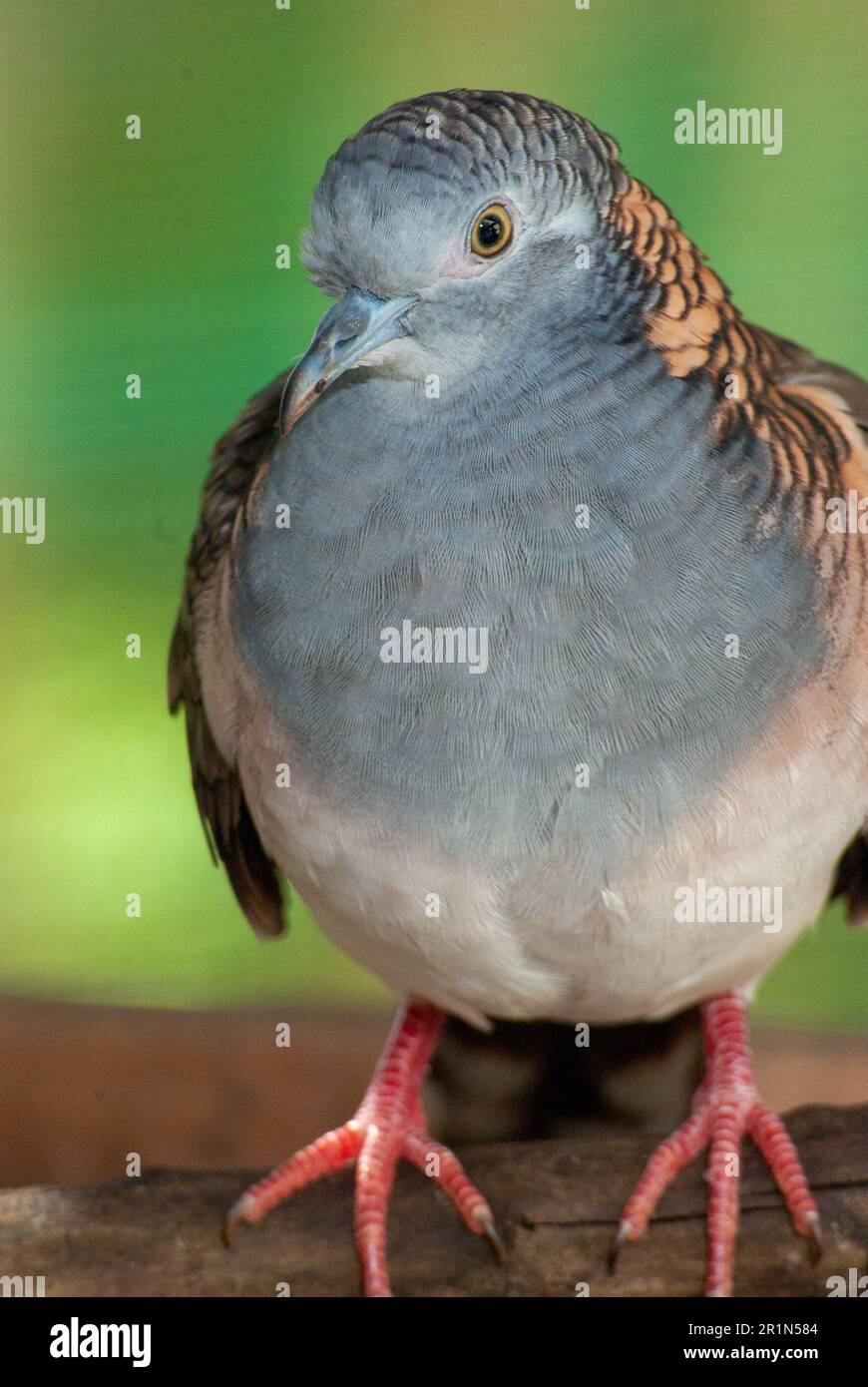 Bar-shouldered dove, Geopelia humeralis Stock Photo - Alamy