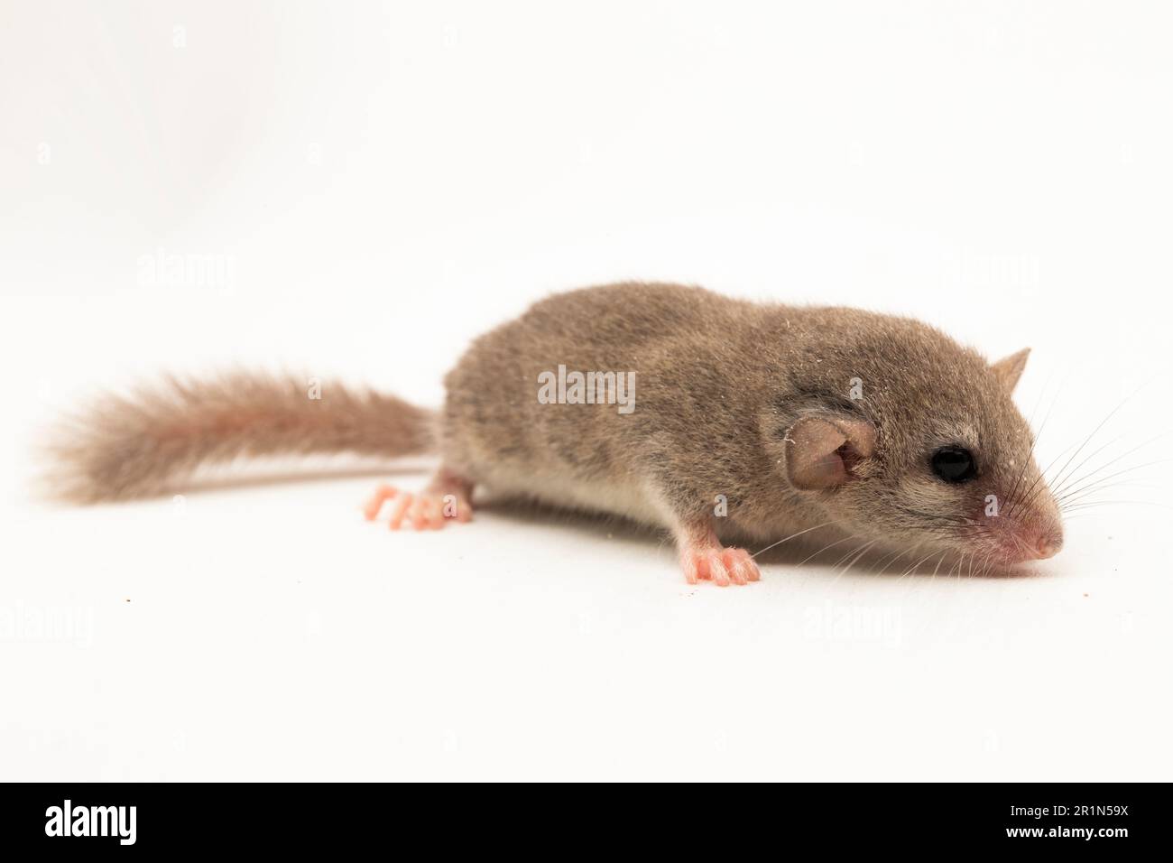 The woodland dormouse (Graphiurus murinus) African pygmy dormouse ...