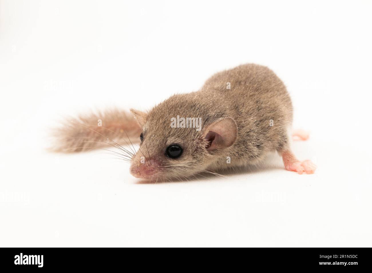 The woodland dormouse (Graphiurus murinus) African pygmy dormouse ...