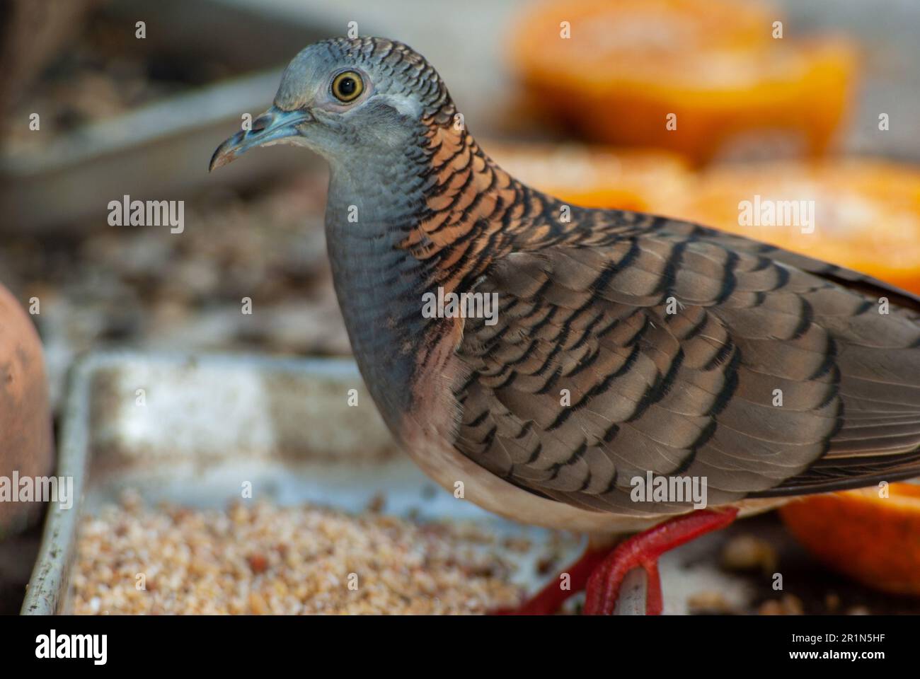 Bar-shouldered dove, Geopelia humeralis Stock Photo - Alamy