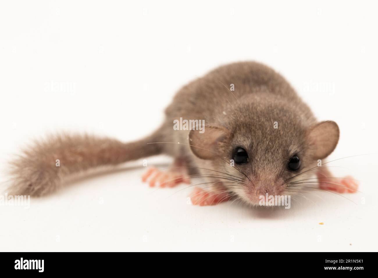 The woodland dormouse (Graphiurus murinus) African pygmy dormouse ...