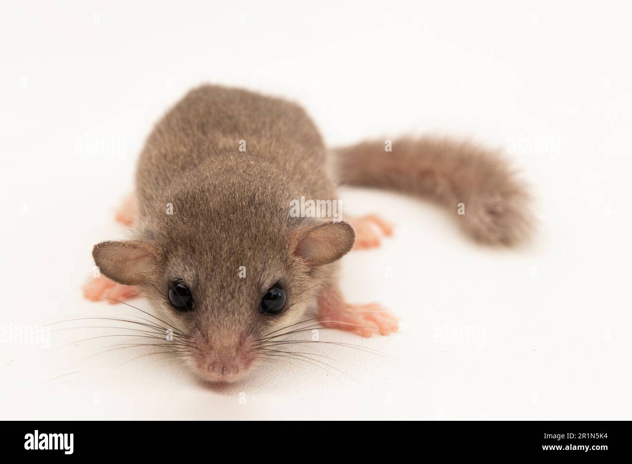 The woodland dormouse (Graphiurus murinus) African pygmy dormouse ...