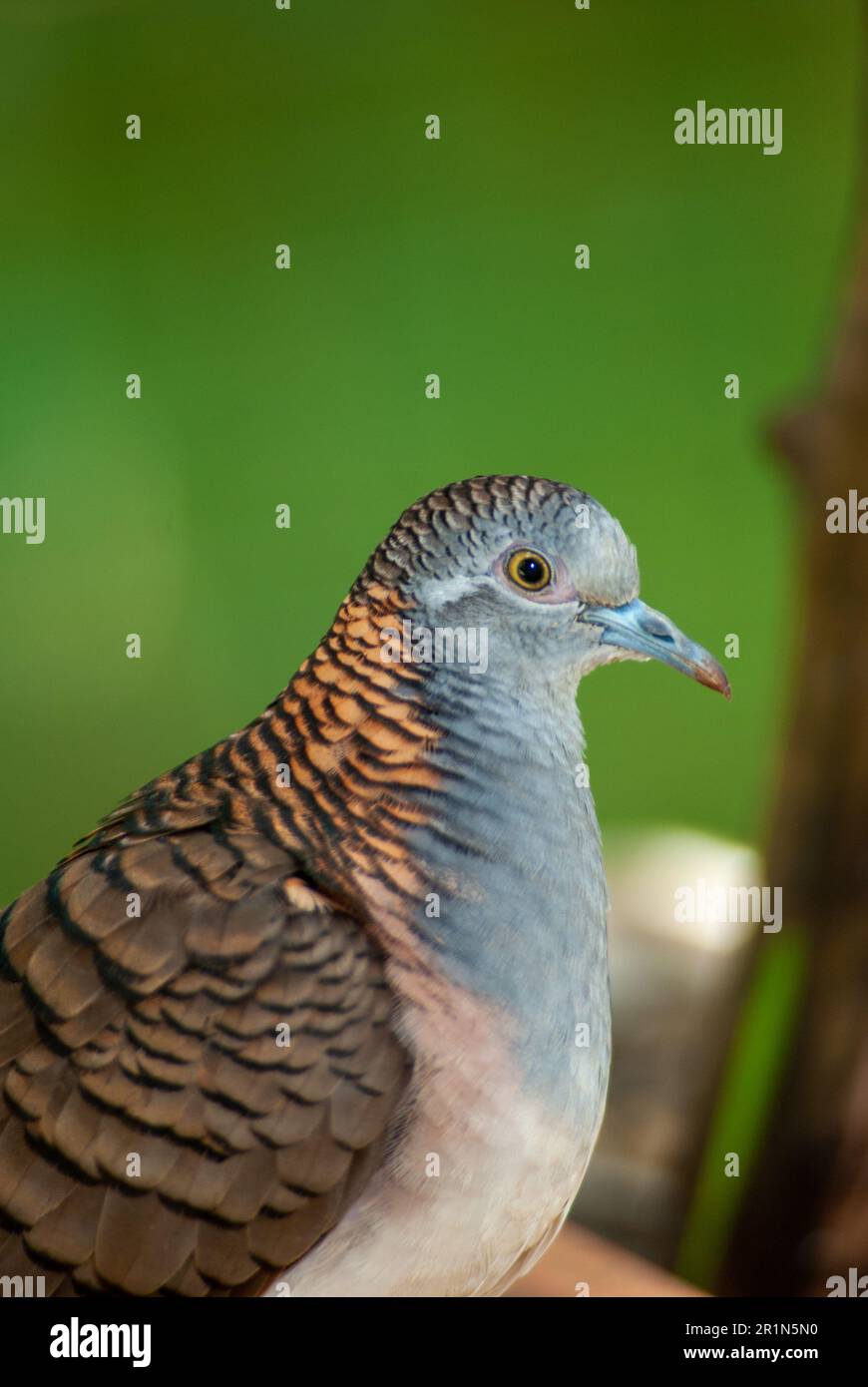 Bar-shouldered dove, Geopelia humeralis Stock Photo - Alamy