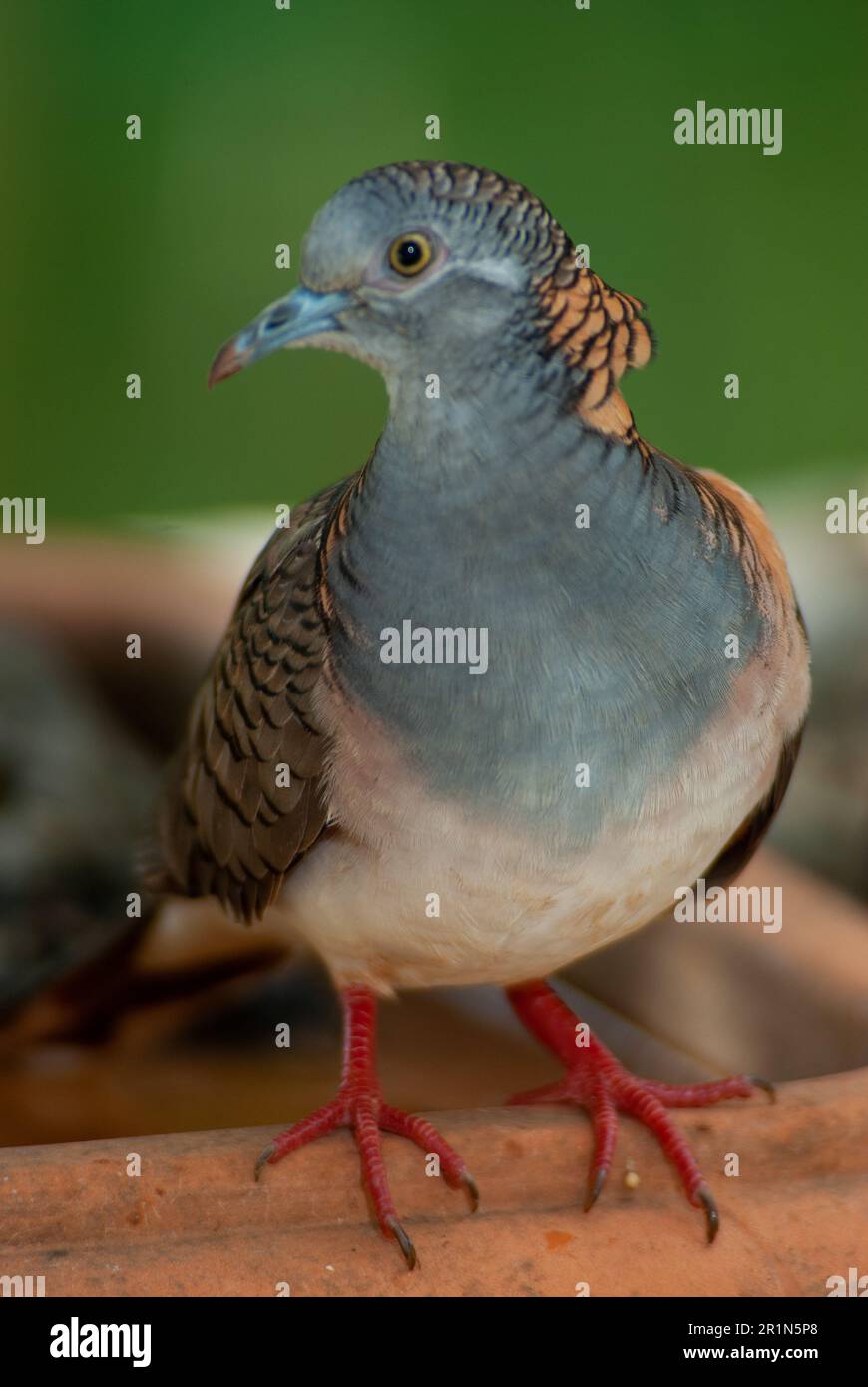 Bar-shouldered dove, Geopelia humeralis Stock Photo - Alamy