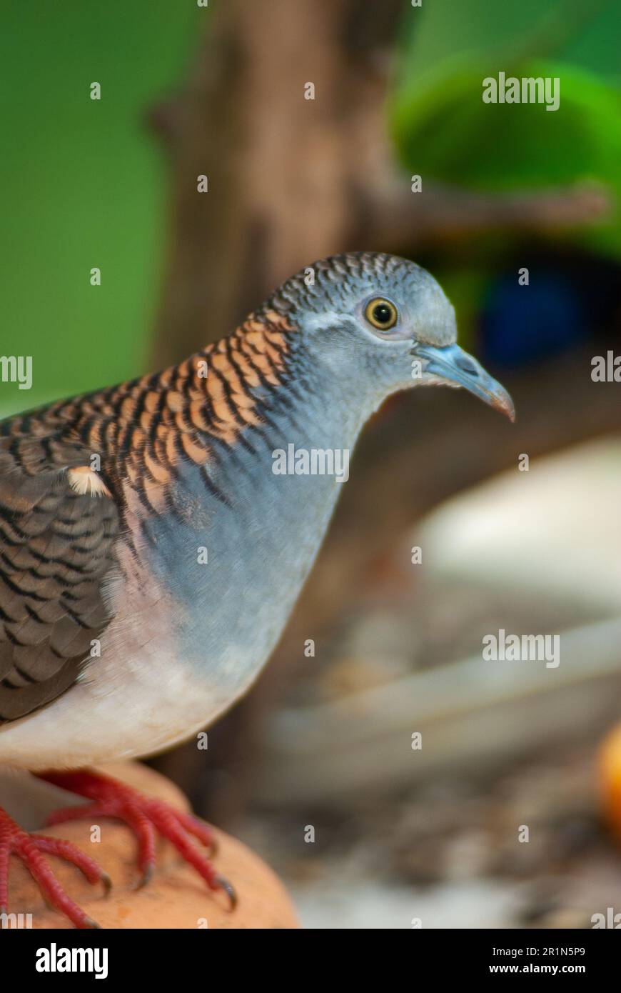 Bar-shouldered dove, Geopelia humeralis Stock Photo - Alamy