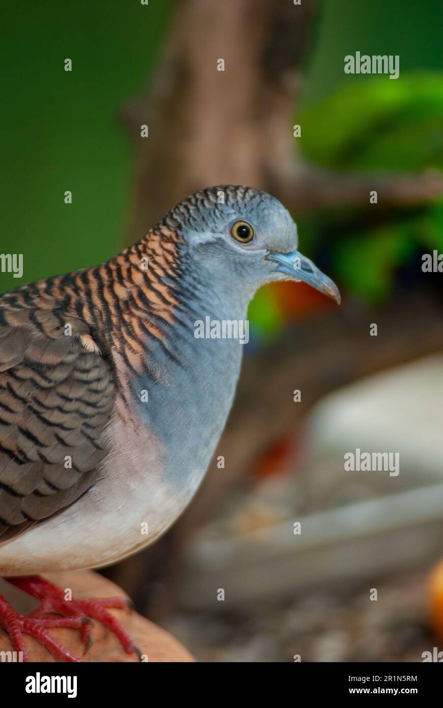 Queensland bar shouldered dove geopelia humeralis hi-res stock ...