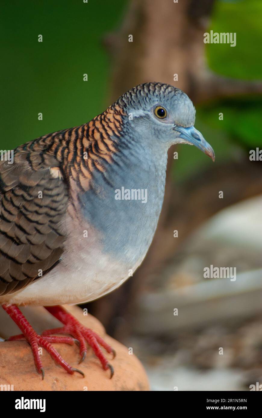 Bar-shouldered dove, Geopelia humeralis Stock Photo - Alamy