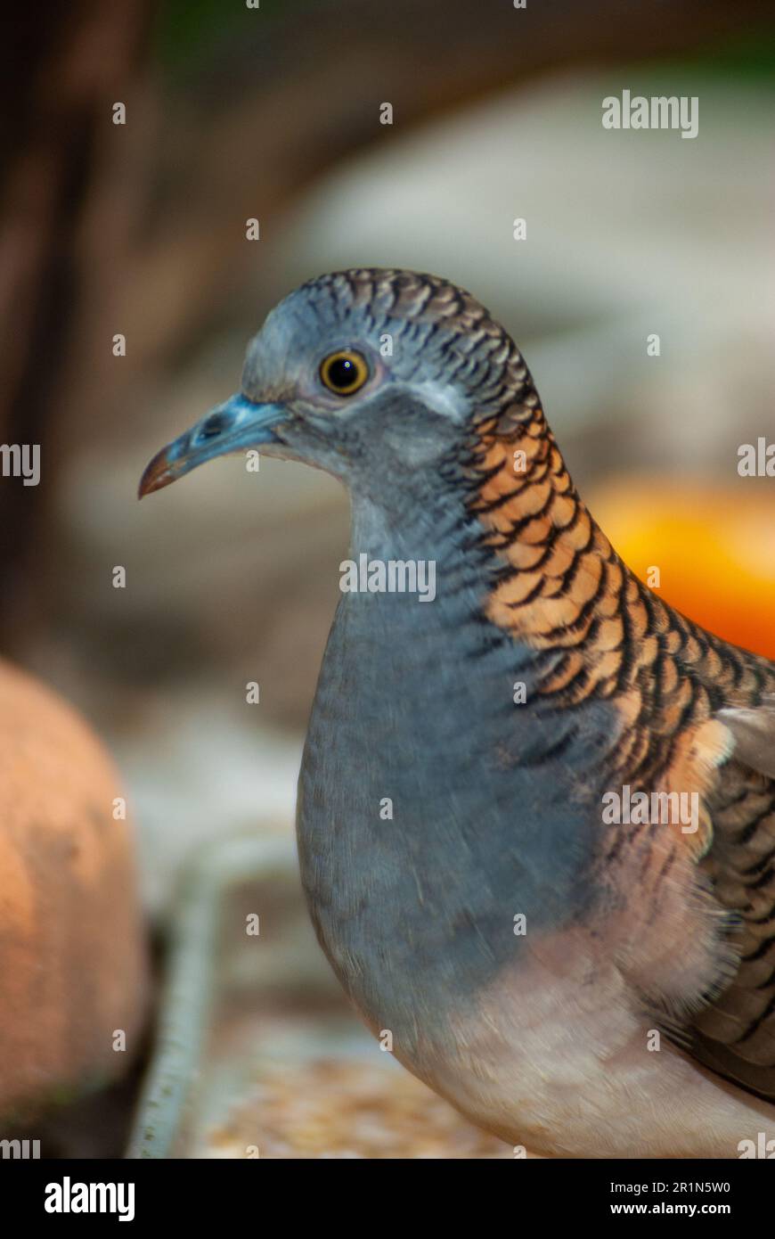 Bar-shouldered dove, Geopelia humeralis Stock Photo - Alamy