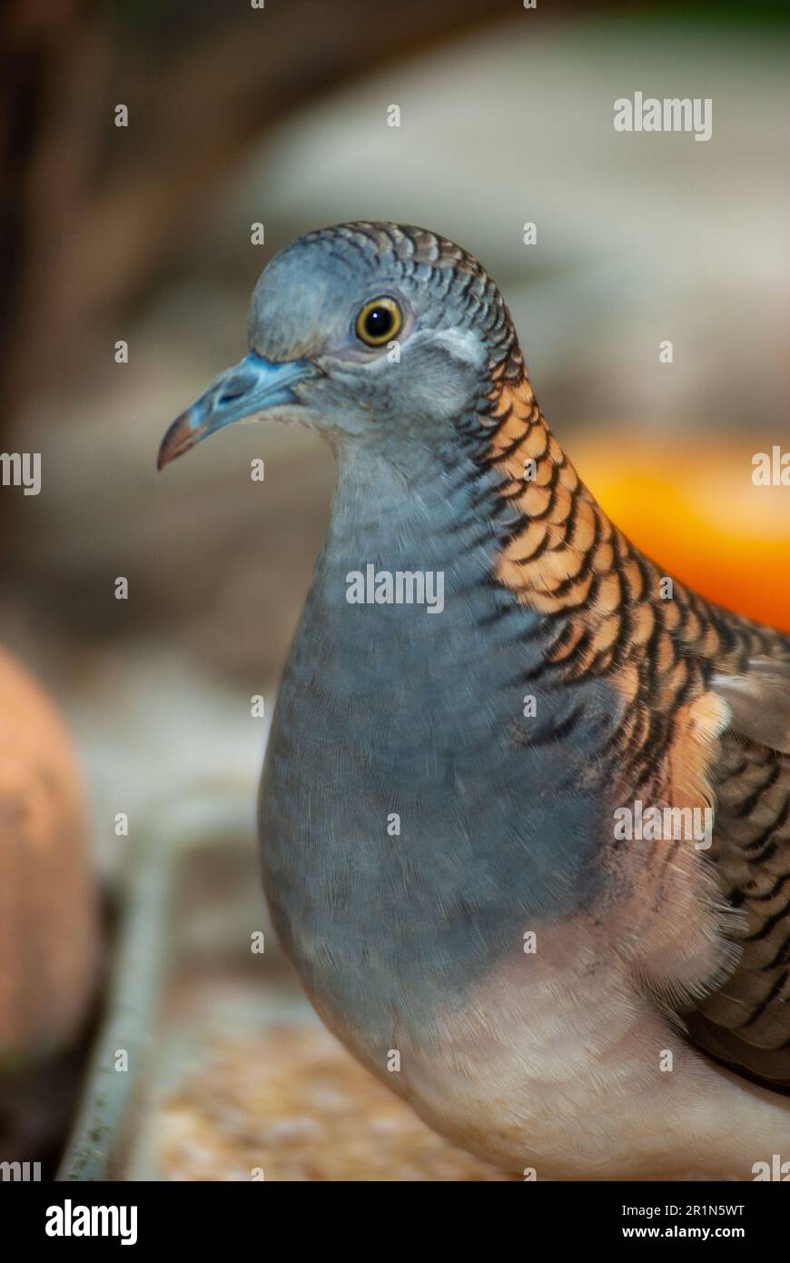 Bar-shouldered dove, Geopelia humeralis Stock Photo - Alamy