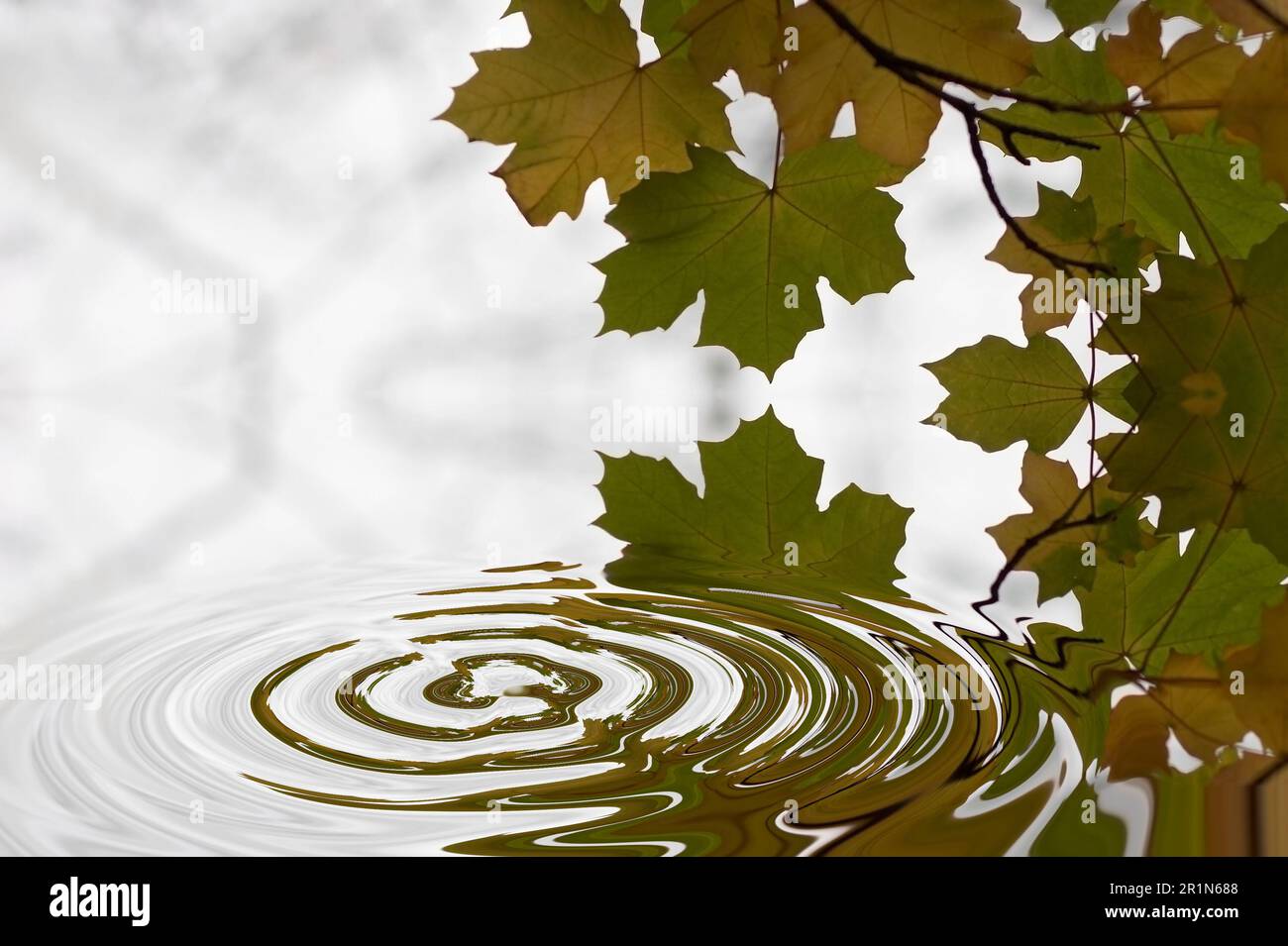 Ripple, leaf and nature with water drop pattern with mockup for 3d ...
