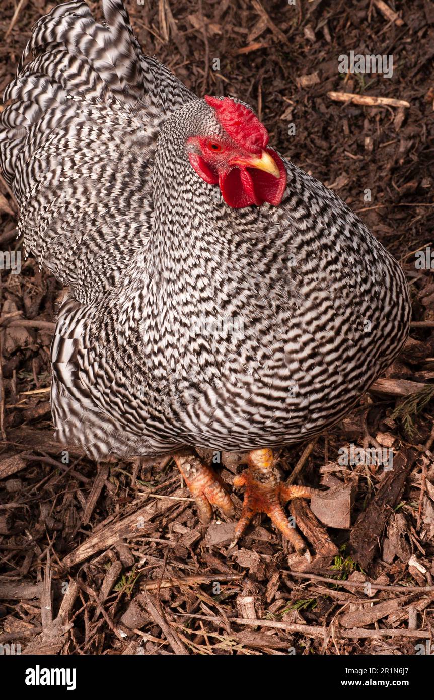Wyandotte chicken at Jarrow Hall, South Tyneside Stock Photo - Alamy