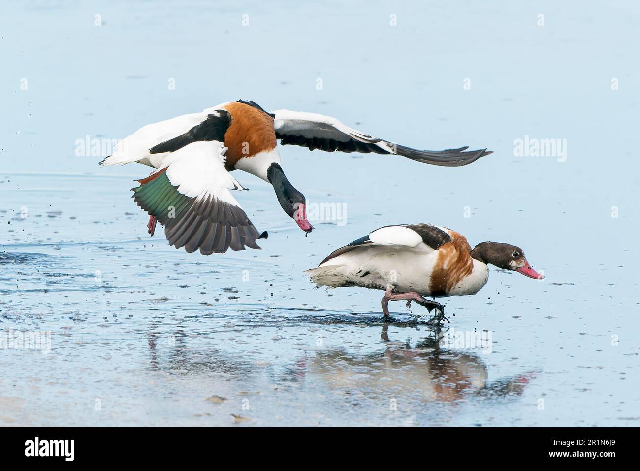 Common Shelduck, Tadorna tadorna, two adults fighting in shallow water ...