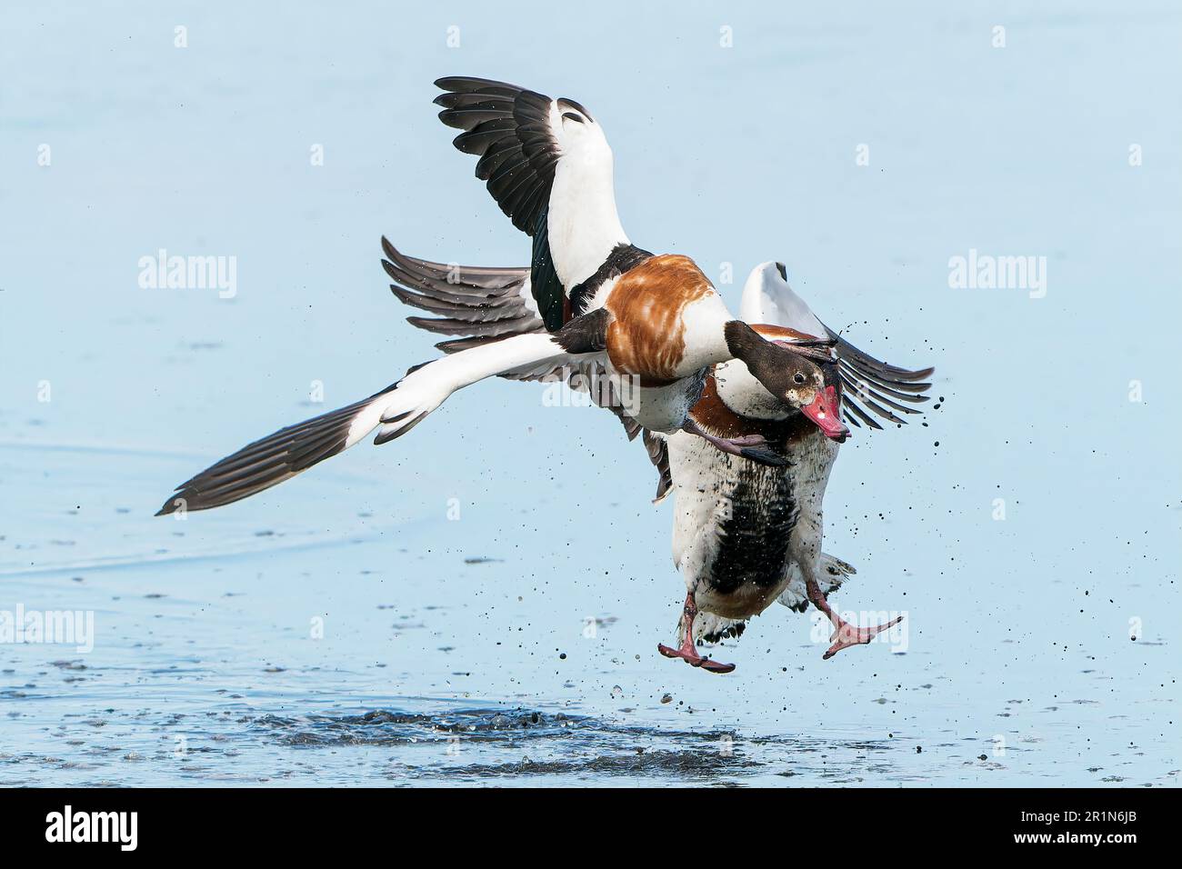 Common Shelduck, Tadorna tadorna, two adults fighting in shallow water ...