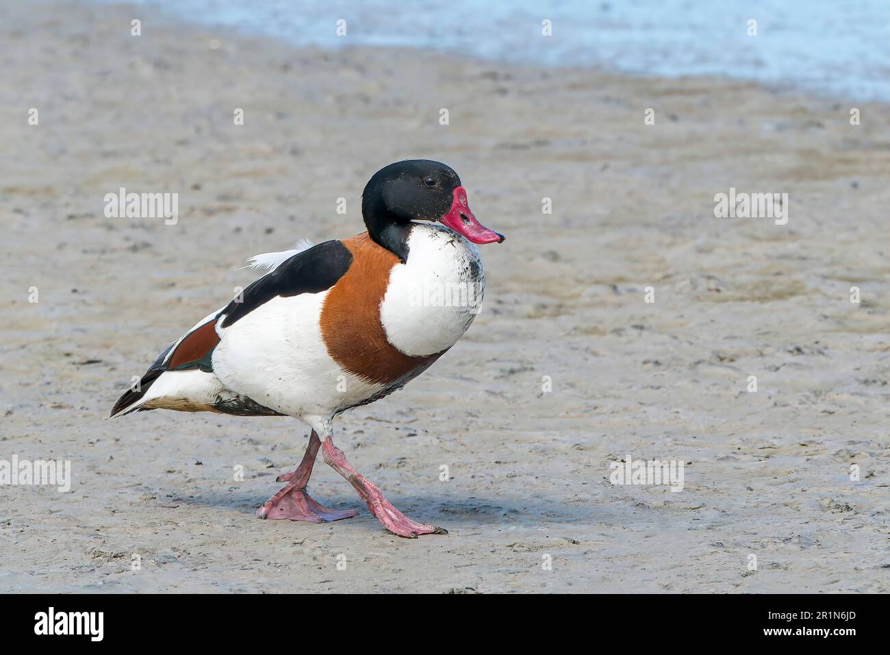 Common Shelduck, Tadorna tadorna, single adult walking on mud, Albufera ...