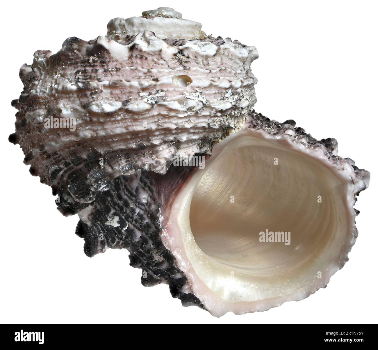 Delphinula shell hi-res stock photography and images - Alamy