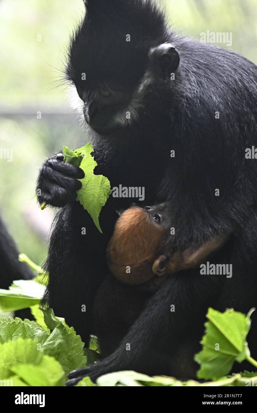 **CHINESE MAINLAND, HONG KONG, MACAU AND TAIWAN OUT** Francois' leaf ...