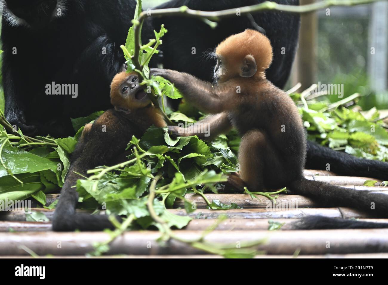 **CHINESE MAINLAND, HONG KONG, MACAU AND TAIWAN OUT** Francois' leaf ...