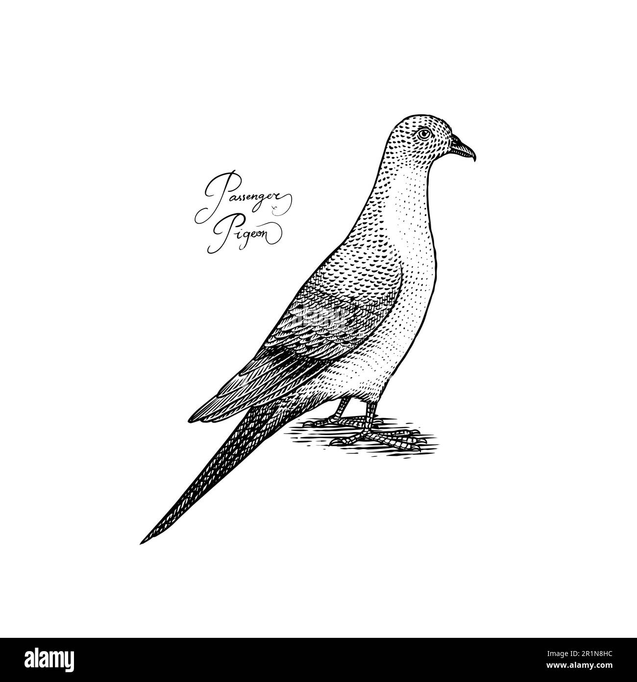White Pigeon Drawing