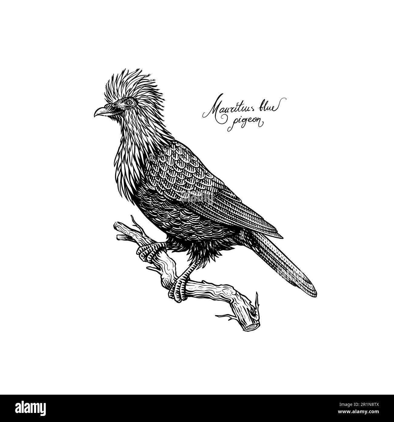 Mauritius blue pigeon. Extinct bird. Engraved Hand drawn vector ...