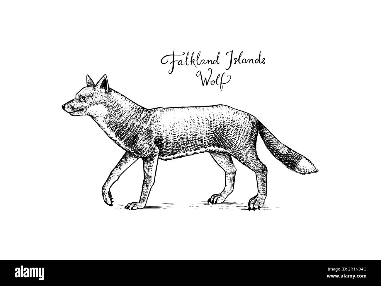 Falkland Islands wolf. Extinct predatory animal. Warrah fox, Antarctic ...