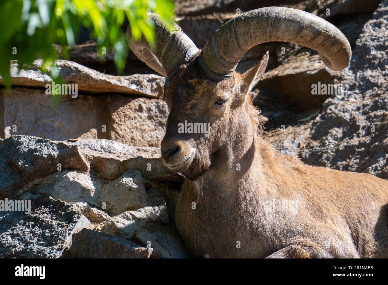A majestic mountain goat with twisted large horns is resting on a rock ...