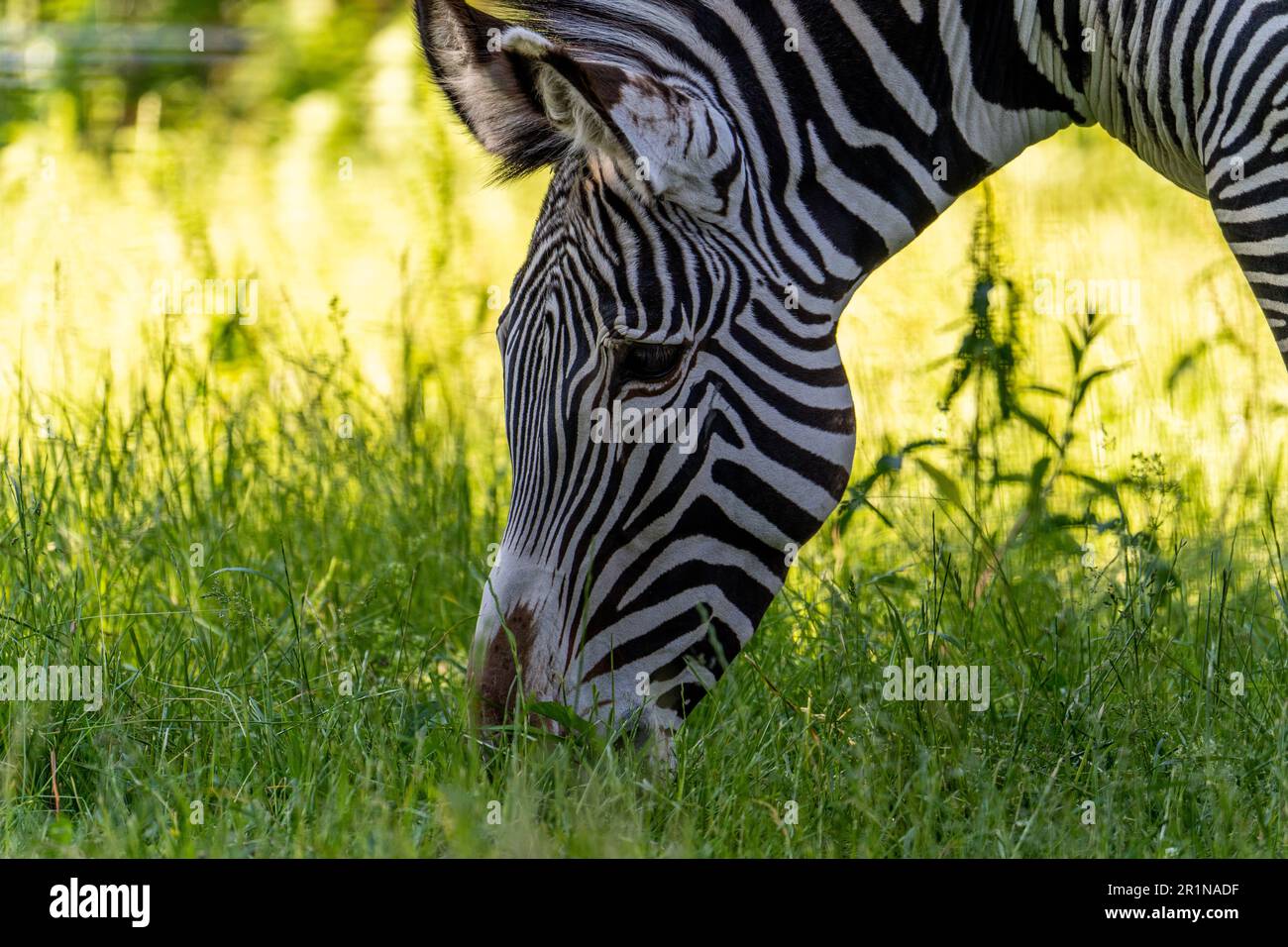 Zebra Eating Grass In The Wild