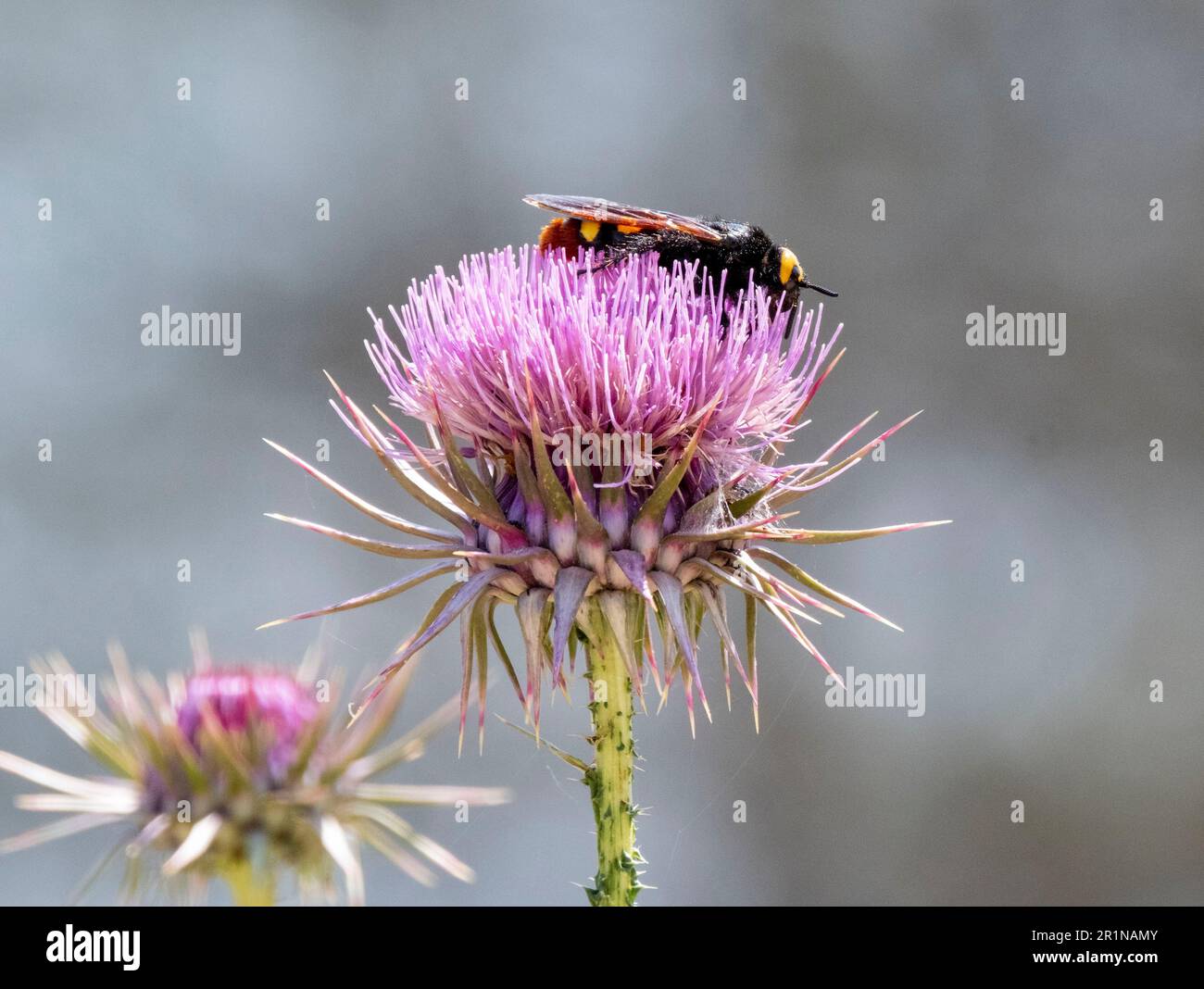 Bee gathering nectar from a Cypriot Donkey Tnectarhistle (Onopordum ...