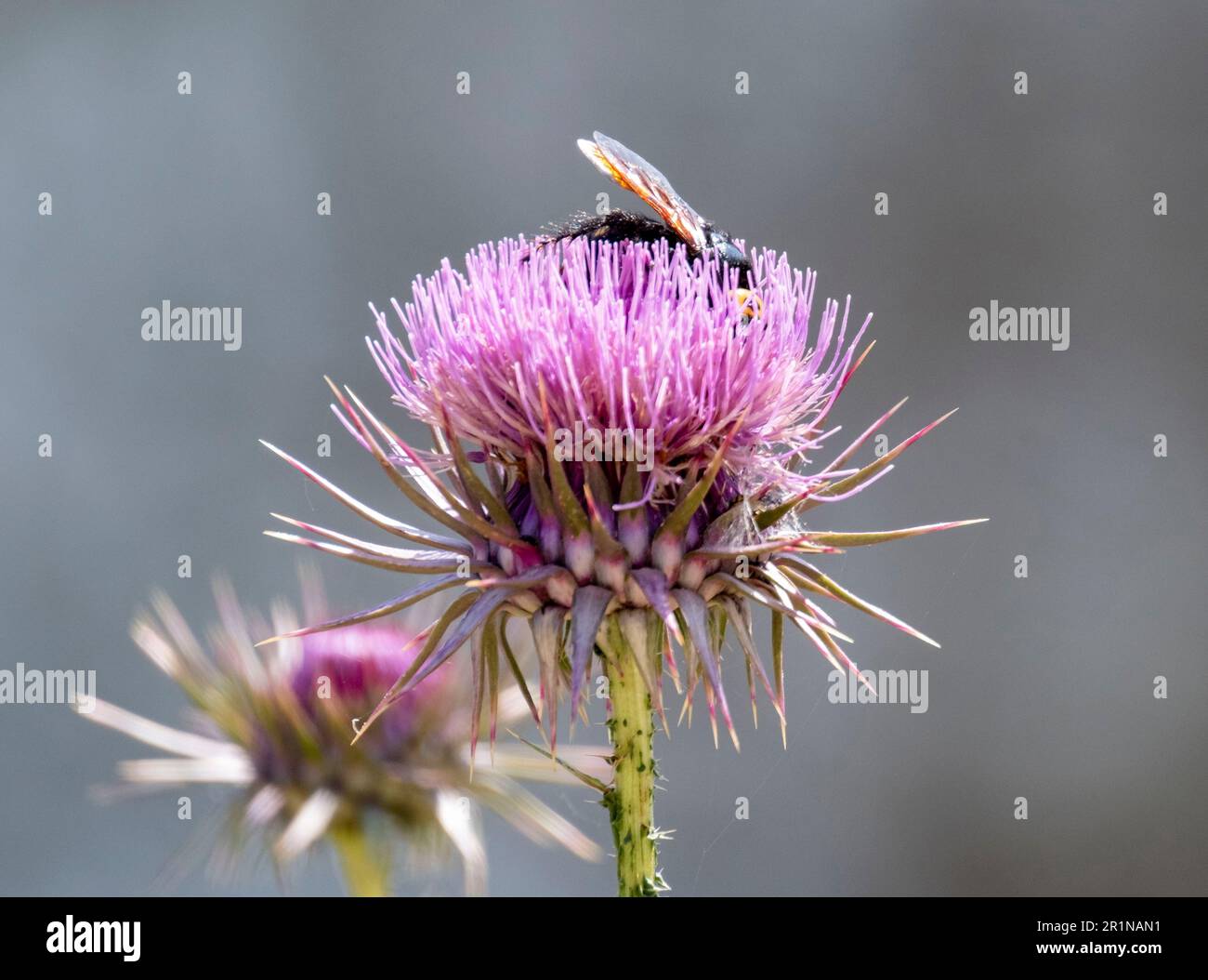 Bee gathering nectar from a Cypriot Donkey Tnectarhistle (Onopordum ...