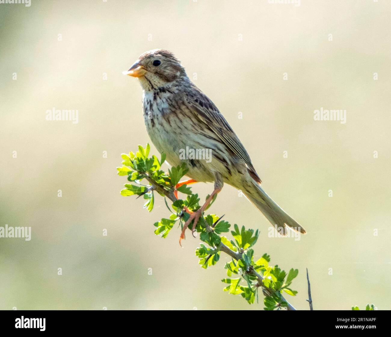 Corn Bunting (Emberiza calandra) perched on a small branch, Cyprus ...