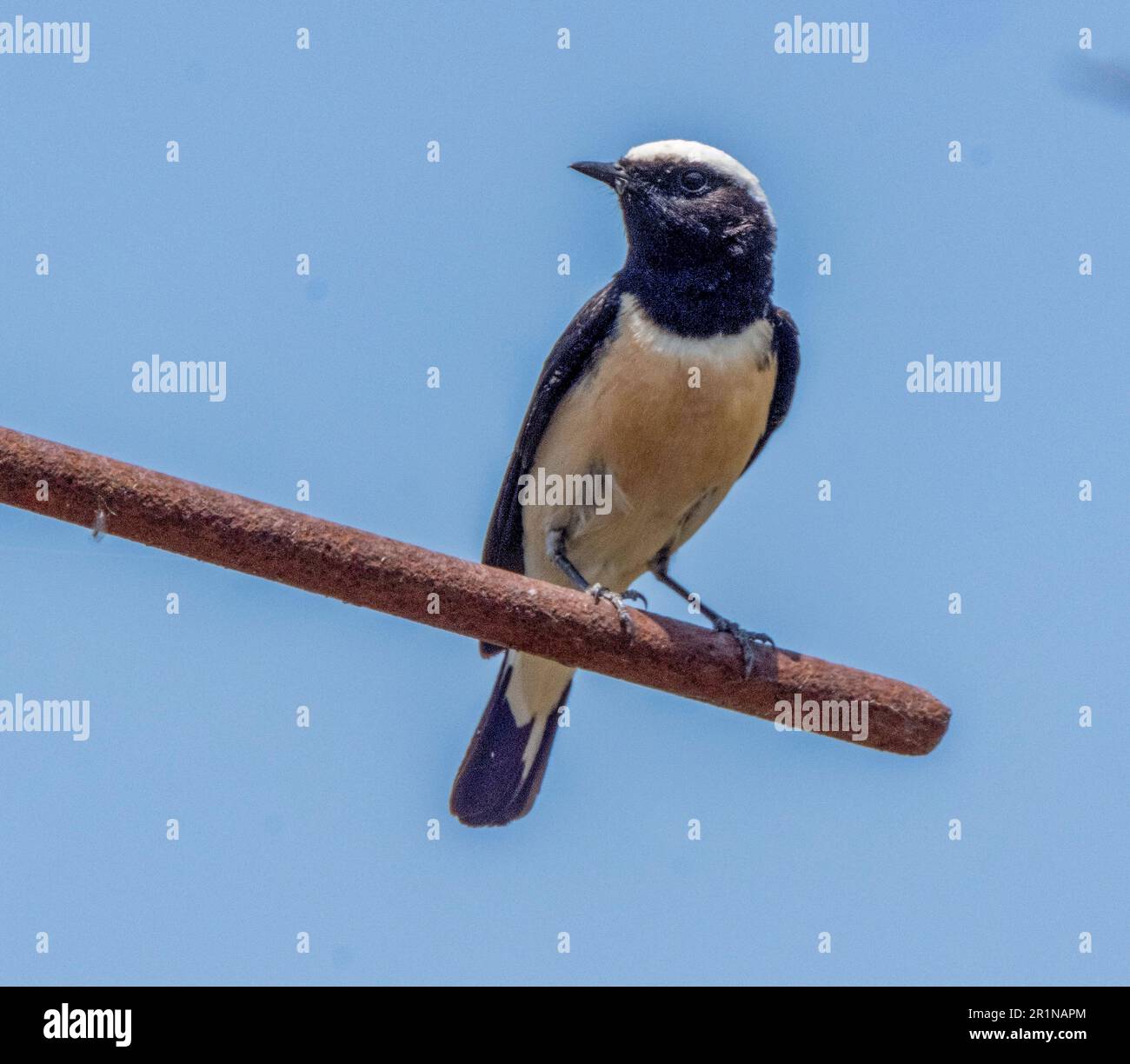 Oenanthe cypriaca isolated hi-res stock photography and images - Alamy