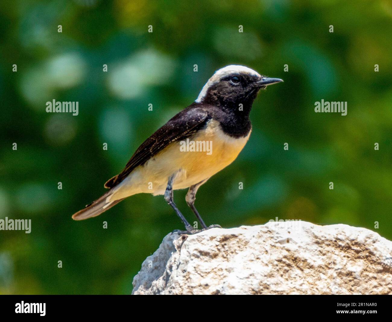 Oenanthe cypriaca isolated hi-res stock photography and images - Alamy