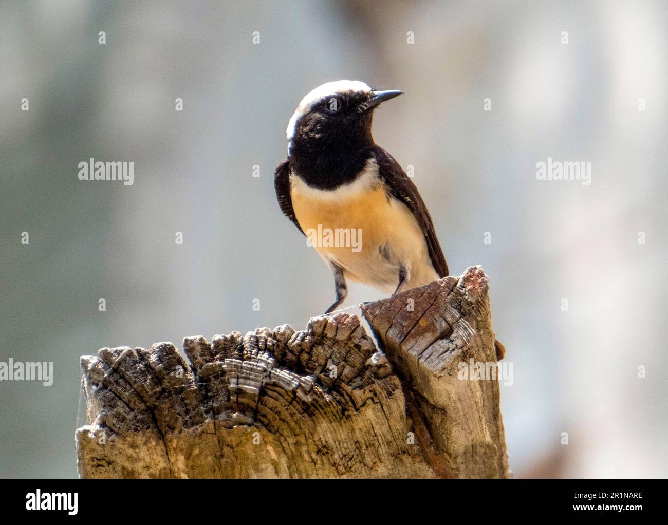 Oenanthe cypriaca isolated hi-res stock photography and images - Alamy