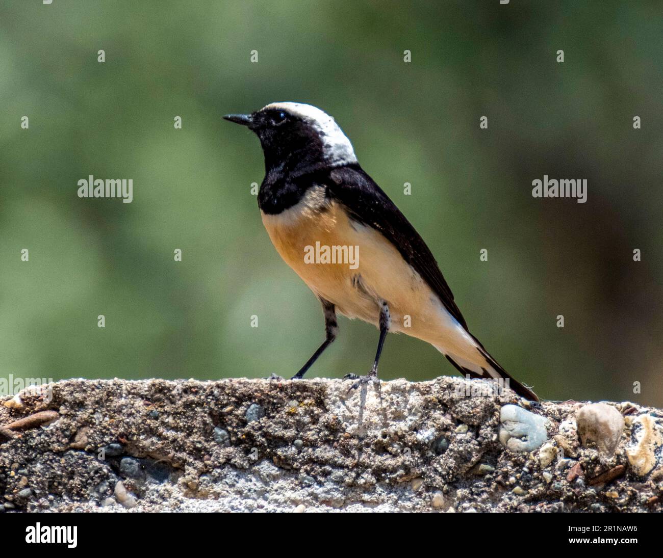 Oenanthe cypriaca isolated hi-res stock photography and images - Alamy