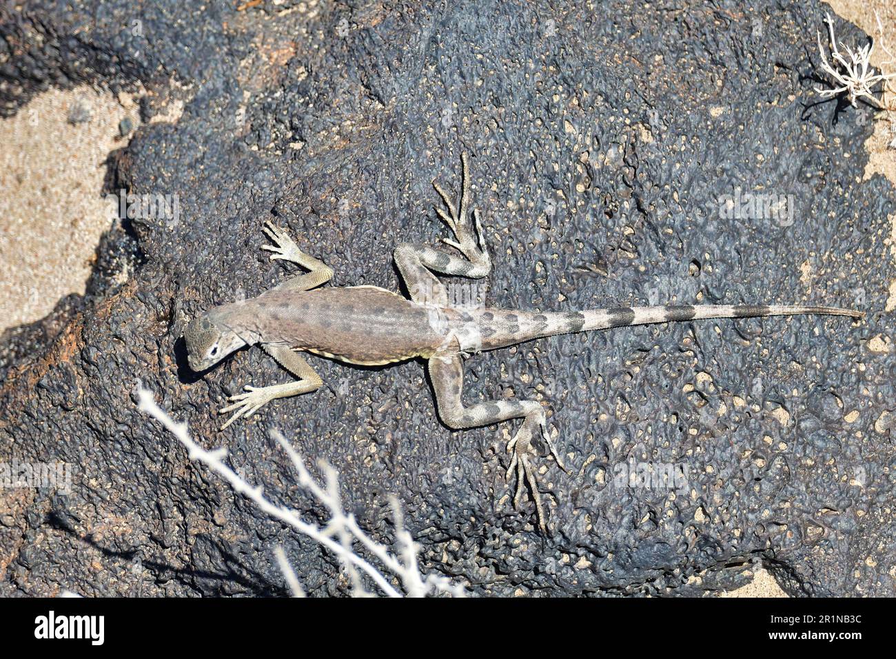 A chuckwalla lizard (Sauromalus) on a volcanic rock in Amboy Crater in ...