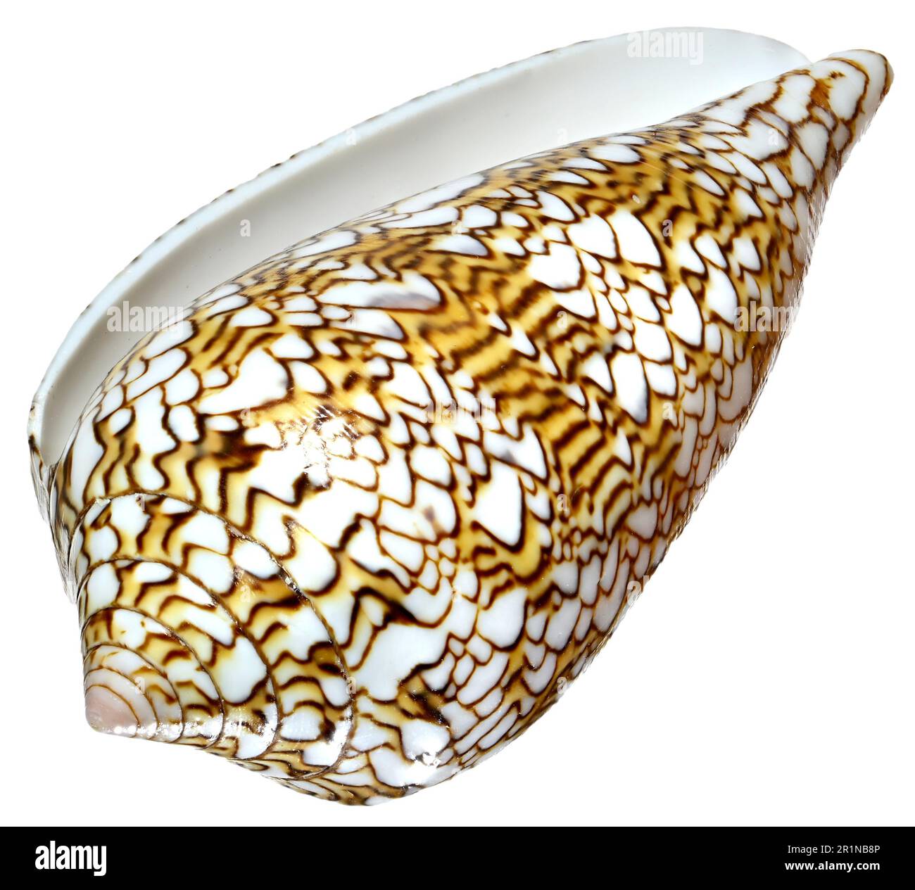 Textile Cone shell (Conus textile) c9cm. Phillipines Stock Photo - Alamy