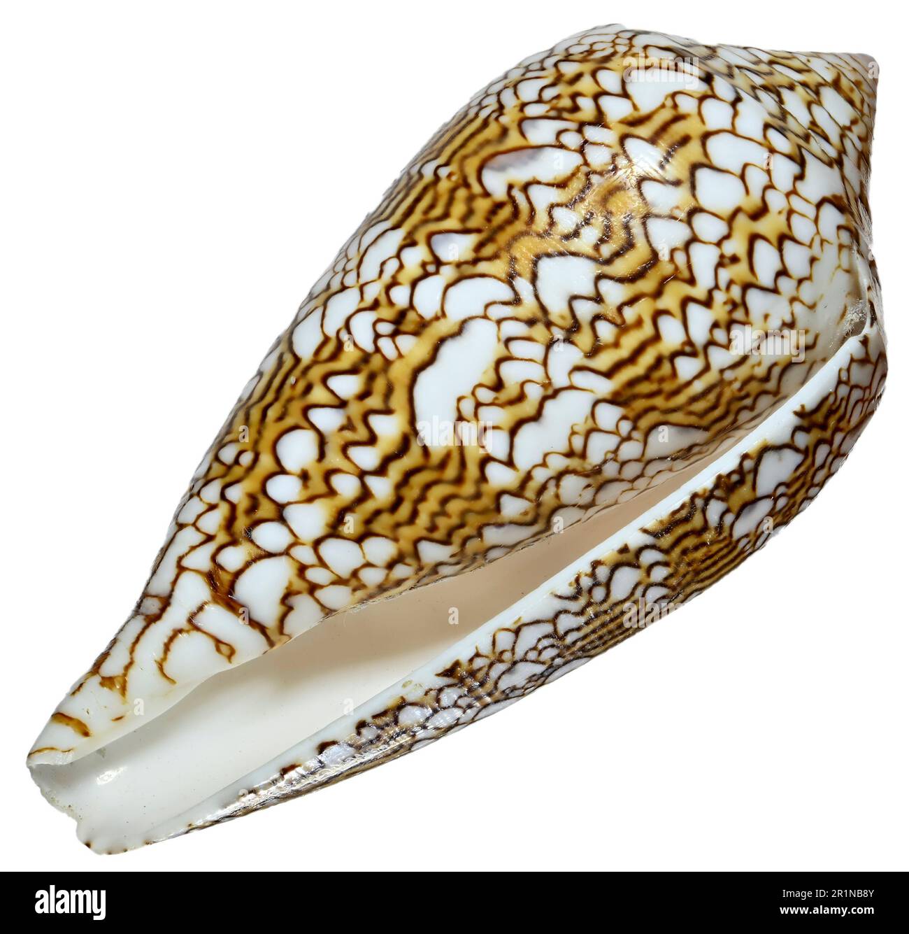 Textile Cone shell (Conus textile) c9cm. Phillipines Stock Photo - Alamy