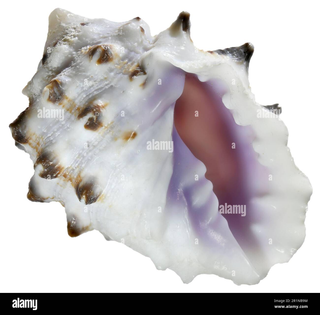 Purple Pacific Drupe shell (Drupa morum) c2cm. Region:Indo-Pacific ...