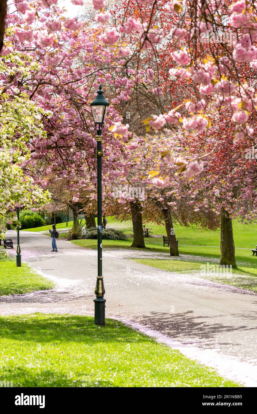 Spring cherry blossom in Pittencrieff park ,Dunfermline, Fife, Scotland ...