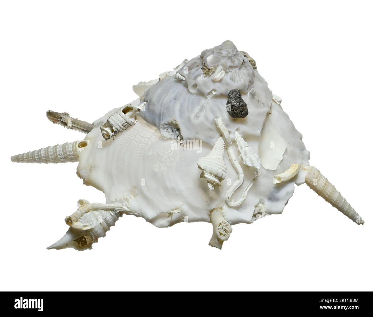 Pallid Carrier shell (Xenophora pallidula) Shell which collects other ...