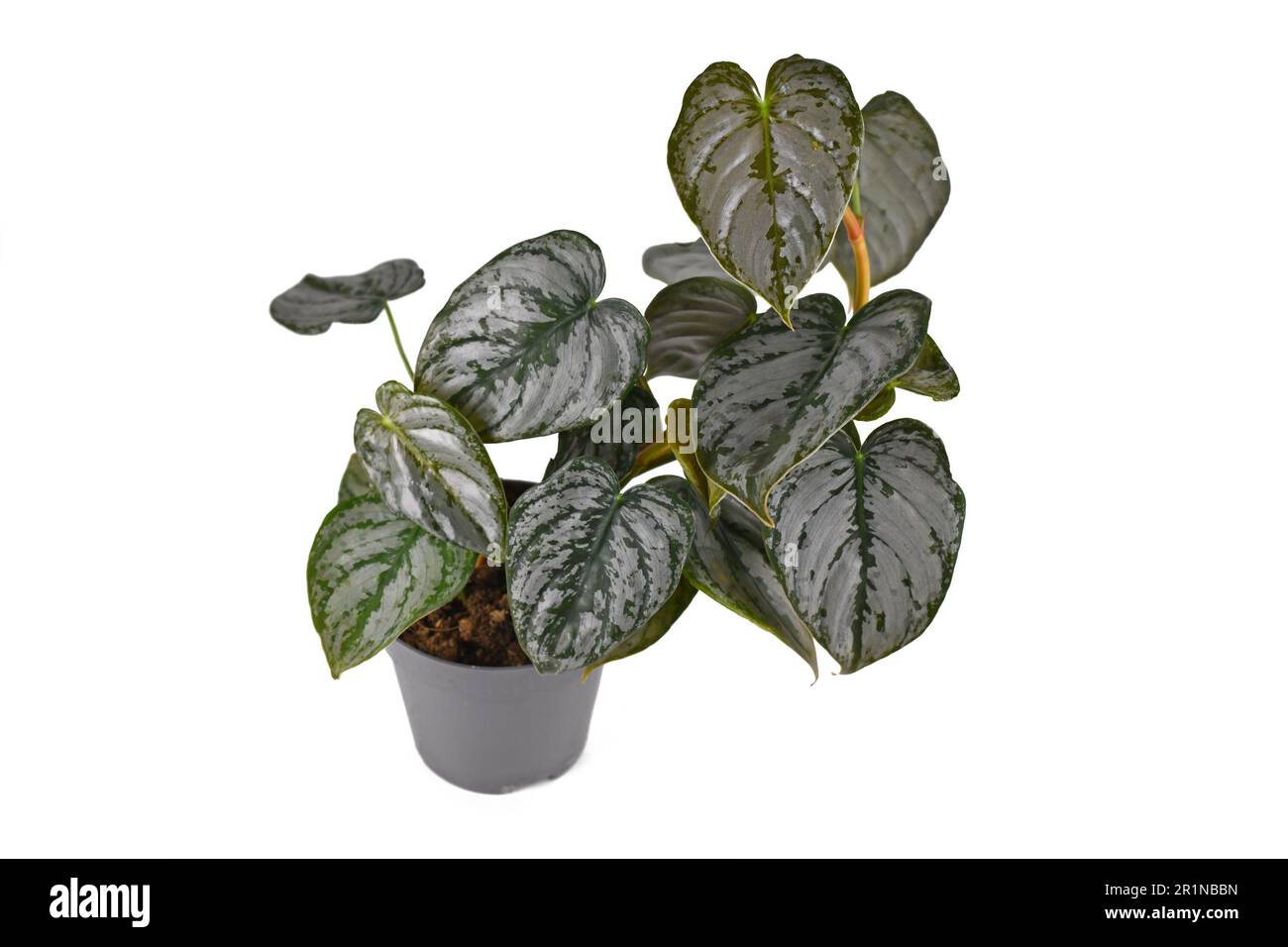 Tropical 'Philodendron Brandtianum' houseplant with silver pattern on ...