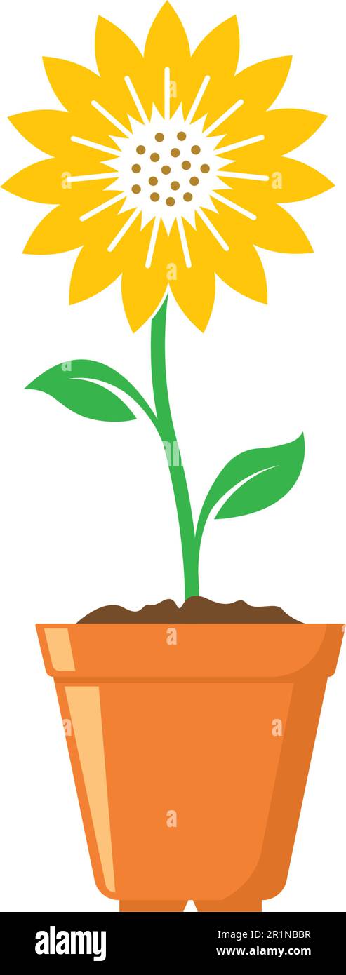 Growing sunflower Stock Vector Images - Alamy