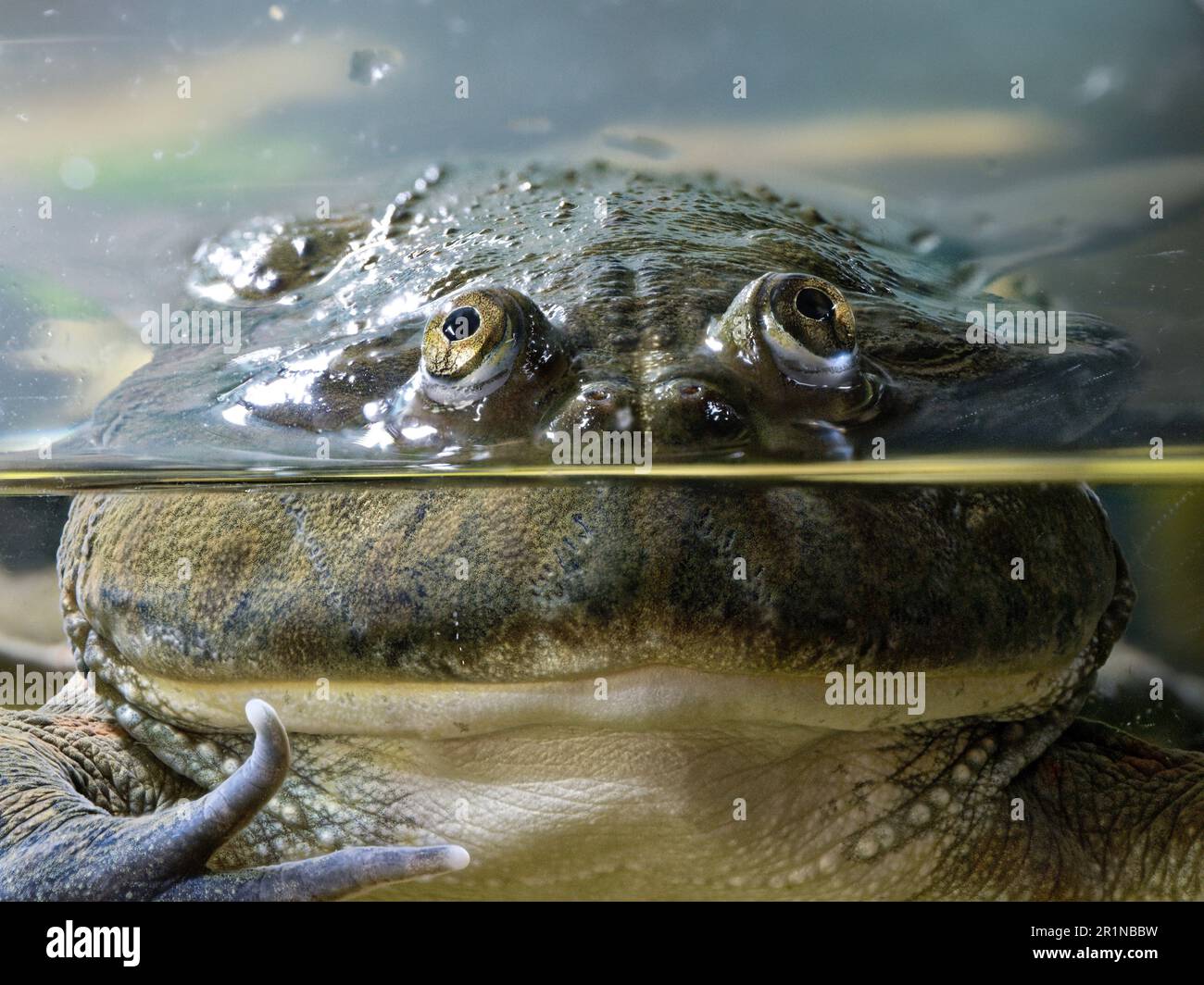 portrait of a budgett's frog Stock Photo - Alamy