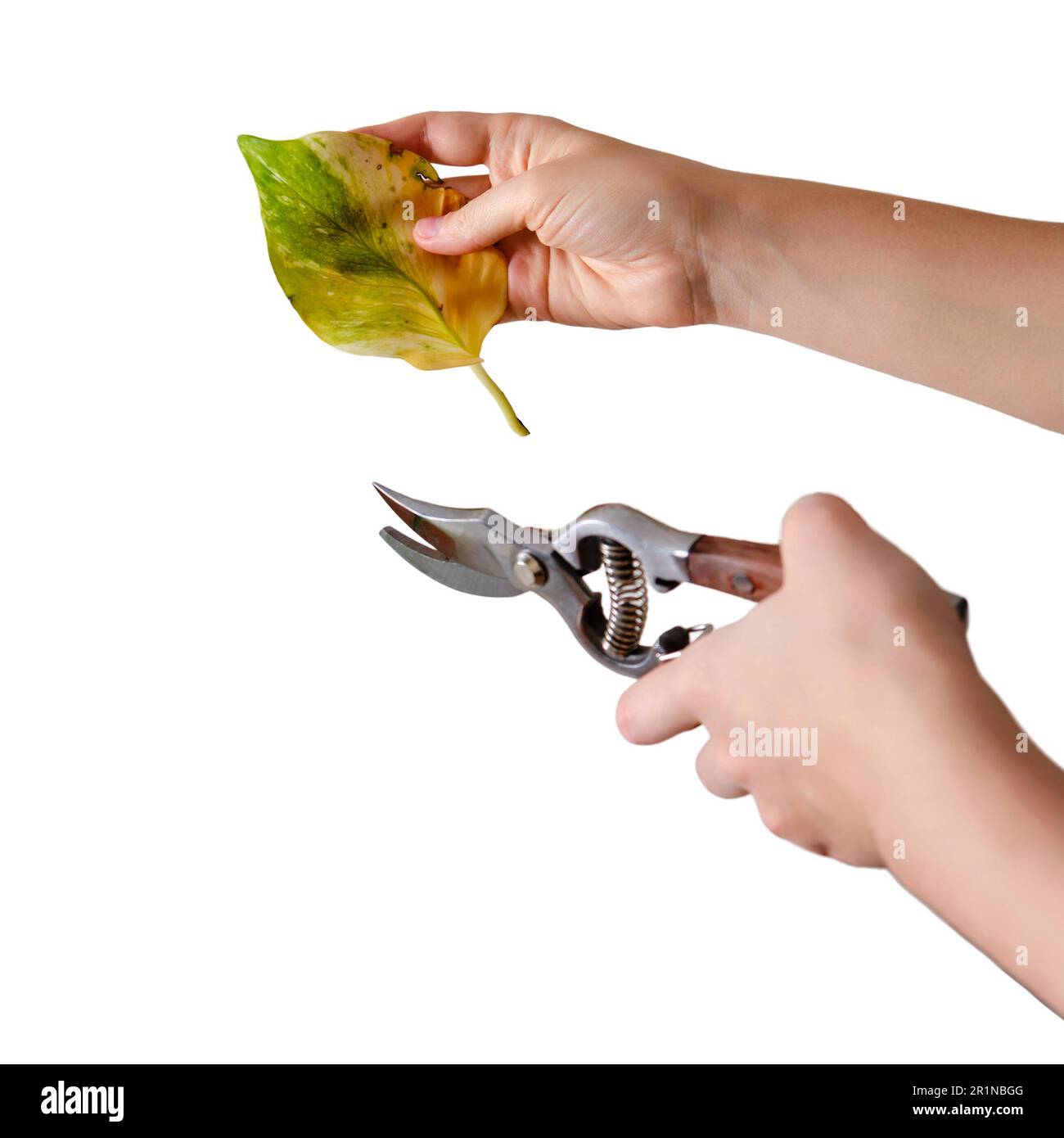 A woman cuts off a yellow leaf with a pruner from a wilted houseplant ...