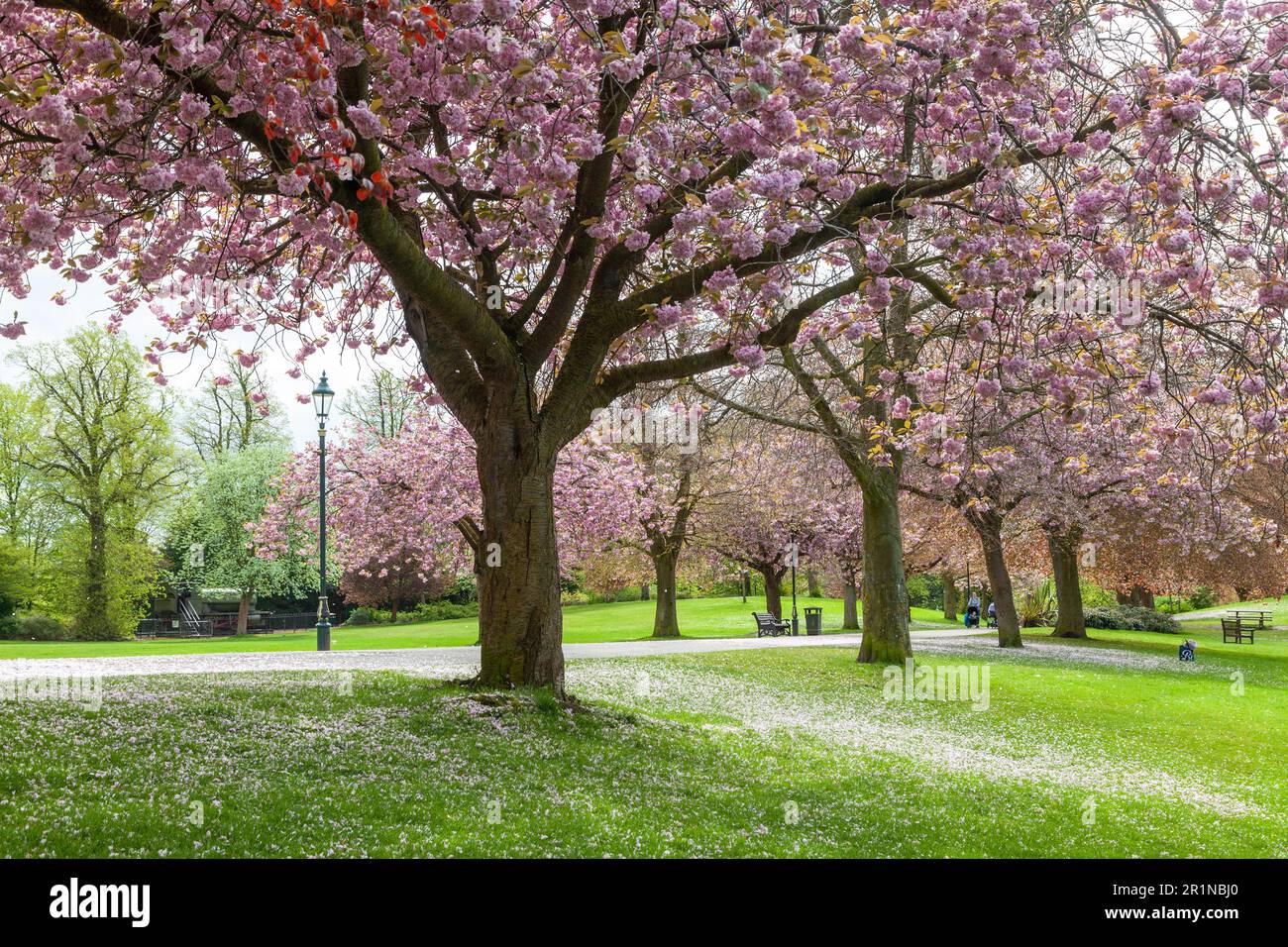 Cherry blossom spring landscape hi-res stock photography and images - Alamy