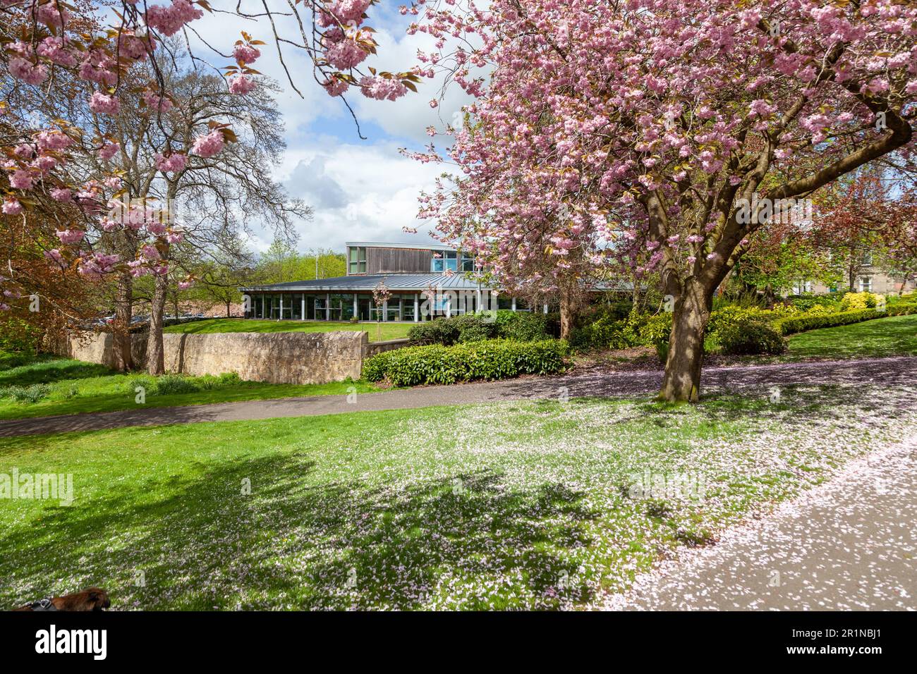 Spring cherry blossom in Pittencrieff park ,Dunfermline, Fife, Scotland ...