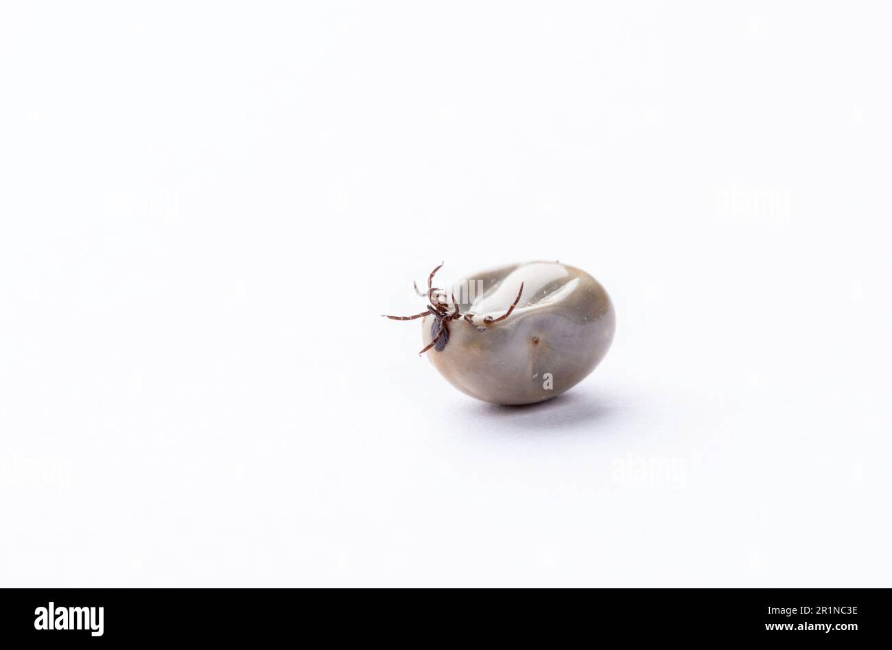 An animal Tick on a white background Stock Photo - Alamy